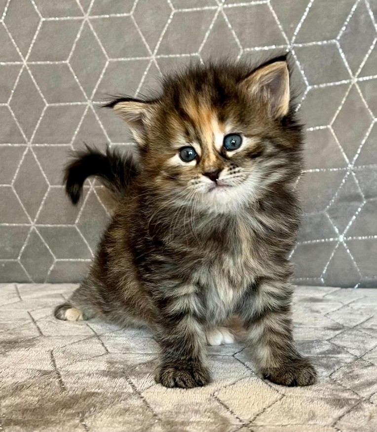 uvana - Chat Norvégien - Chatterie de la Pomponnette