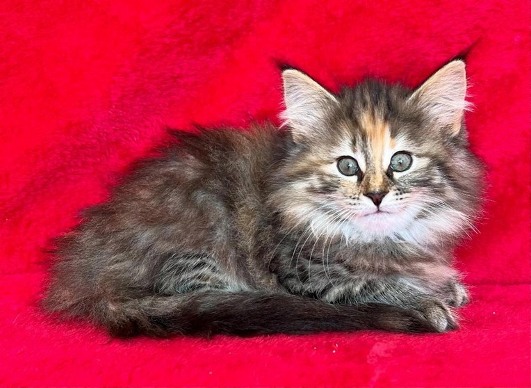 uvana - Chat Norvégien - Chatterie de la Pomponnette